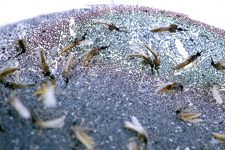 Eggs An. Stephensi [IMAGE] | EurekAlert! Science News Releases