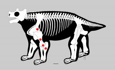 Ancient Anatomy [IMAGE] | EurekAlert! Science News Releases