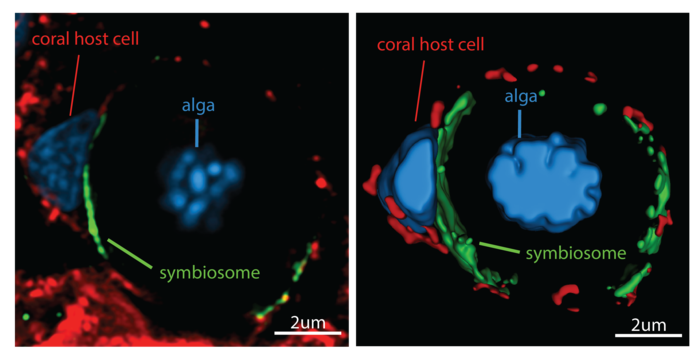 Super-resolution confocal imag [IMAGE] | EurekAlert! Science News Releases