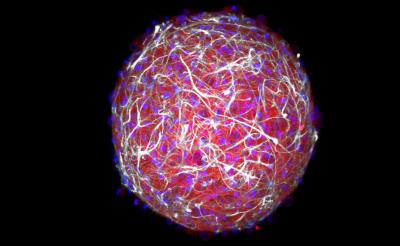 A Bundle of Neurons [IMAGE] | EurekAlert! Science News Releases