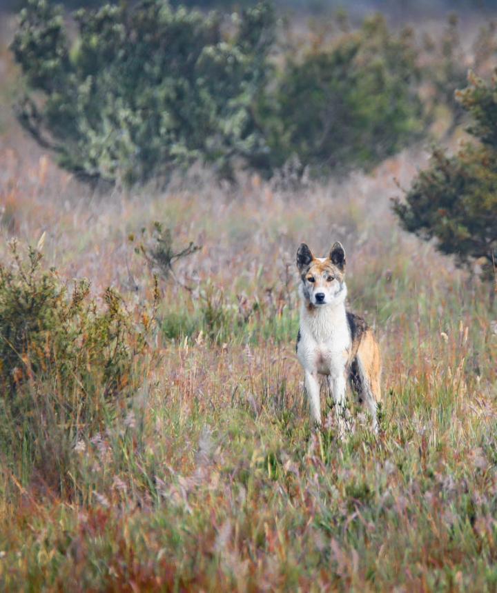 Dingo with a Patchy Coat [IMAGE] | EurekAlert! Science News Releases