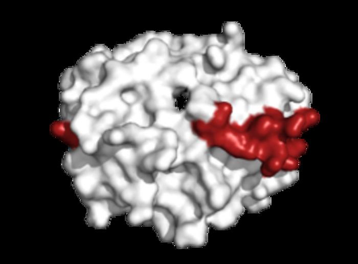 Platelet Factor 4 IMAGE EurekAlert Science News Releases