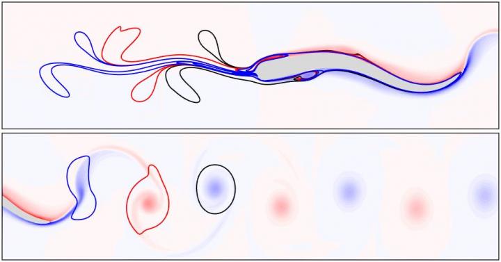 The physics of swimming fish | EurekAlert!