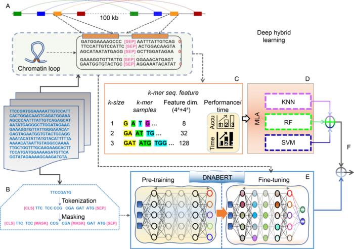 Prediction of chromatin looping using deep hy | EurekAlert!