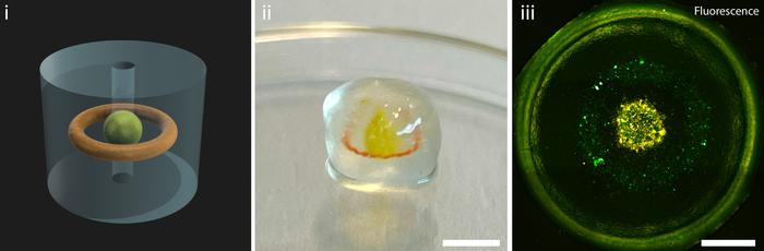 From design to reality [IMAGE] | EurekAlert! Science News Releases