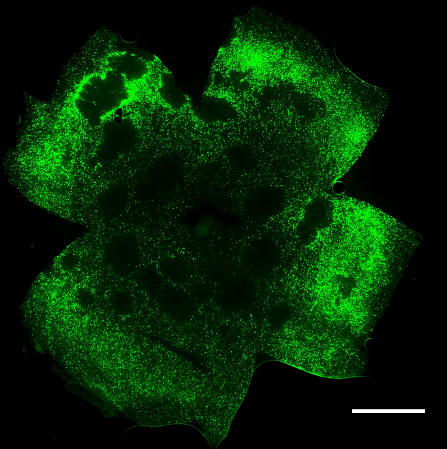 Retina [IMAGE] | EurekAlert! Science News Releases