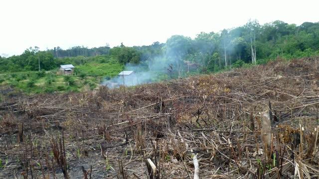Deforestation linked to palm oil production i | EurekAlert!