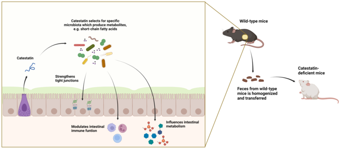 Illustration of the experiment [IMAGE] | EurekAlert! Science News Releases