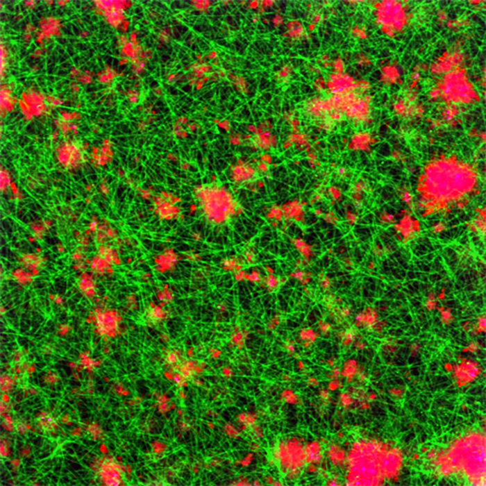 Platelet mimicking procoagulan [IMAGE] | EurekAlert! Science News Releases