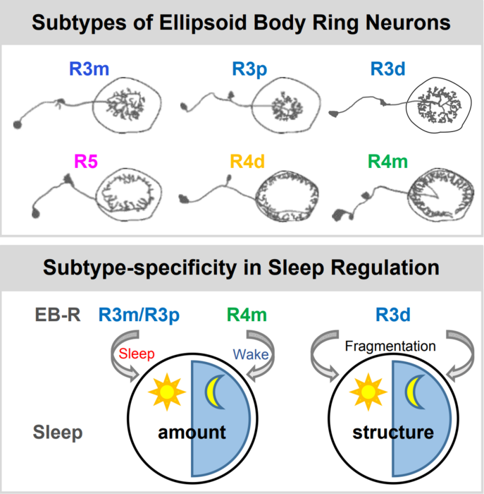 Schematic of sleep/structure r [IMAGE] | EurekAlert! Science News Releases