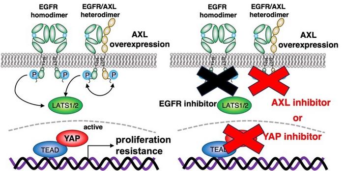 Schematic of mechanistic mecha [IMAGE] | EurekAlert! Science News Releases