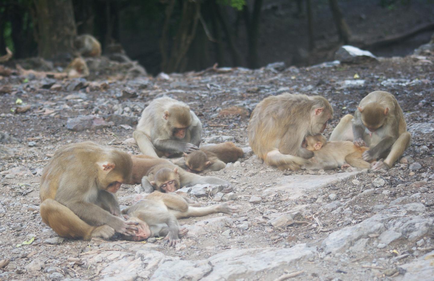 Macaque Monkeys [IMAGE] | EurekAlert! Science News Releases