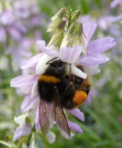 Stress a Key Factor in Causing [IMAGE] | EurekAlert! Science News Releases