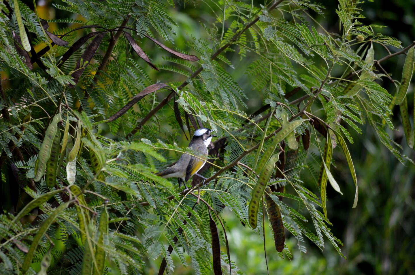 A bird in Okinawa [IMAGE] | EurekAlert! Science News Releases