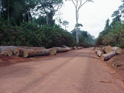 Ayous Tree Logs | EurekAlert!