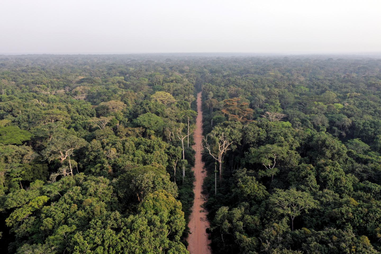 A road in North Congo [IMAGE] | EurekAlert! Science News Releases