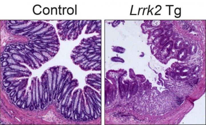 Reining in the Immune System t [IMAGE] | EurekAlert! Science News Releases