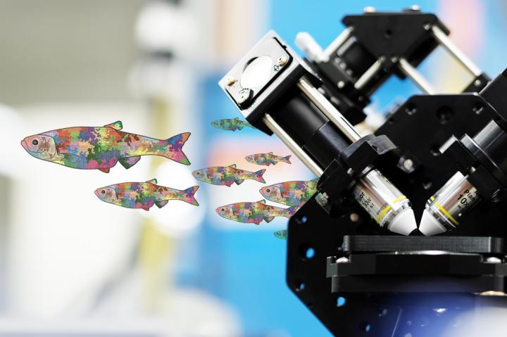 Mosaic Fish with Flamingo Micr [IMAGE] | EurekAlert! Science News Releases