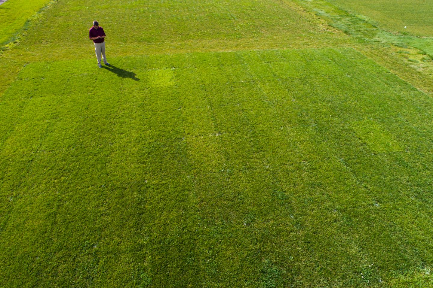 Analyzing Turfgrass Research P [IMAGE] | EurekAlert! Science News Releases