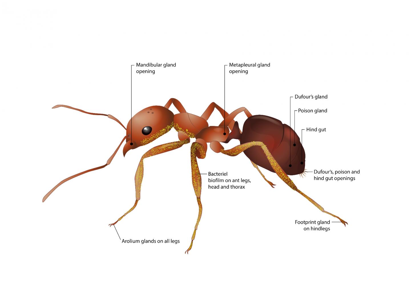 Ant Gland [IMAGE] | EurekAlert! Science News Releases