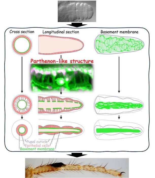 Final shape formation of the l [IMAGE] | EurekAlert! Science News Releases