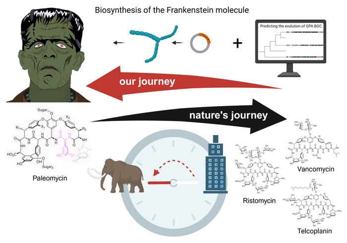 Paleomycin — The 'Frankenstein [IMAGE] | EurekAlert! Science News Releases