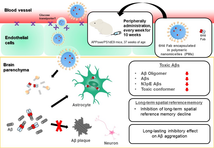 Transporting antibodies across the blood–brai | EurekAlert!