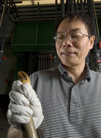 Weiming Li with Lamprey [IMAGE] | EurekAlert! Science News Releases