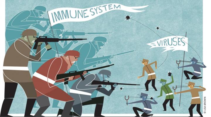 Immune System Fighting Viruses [IMAGE] | EurekAlert! Science News Releases
