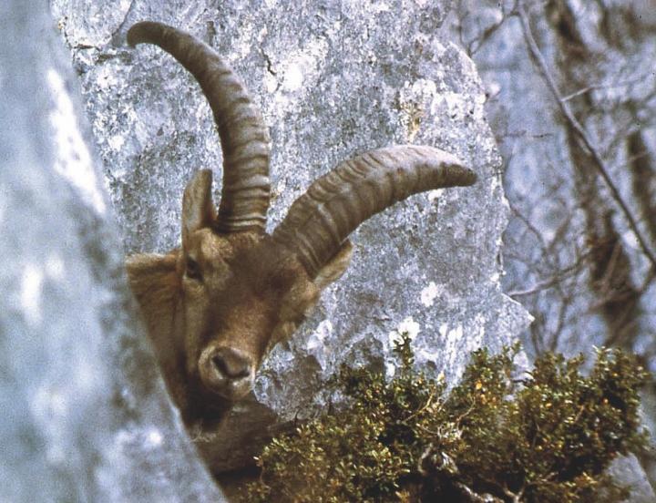 Pyrenean Ibex [IMAGE] | EurekAlert! Science News Releases