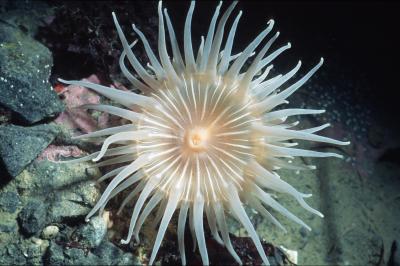 Ice Chunks Gouging the Antarct [IMAGE] | EurekAlert! Science News Releases