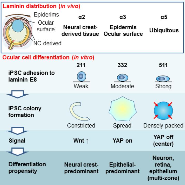Fig.3. Mechanism How the Lamin [IMAGE] | EurekAlert! Science News Releases