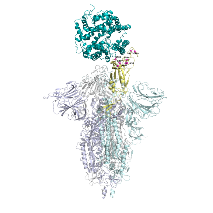 Protein S and ACE2 receptor [IMAGE] | EurekAlert! Science News Releases