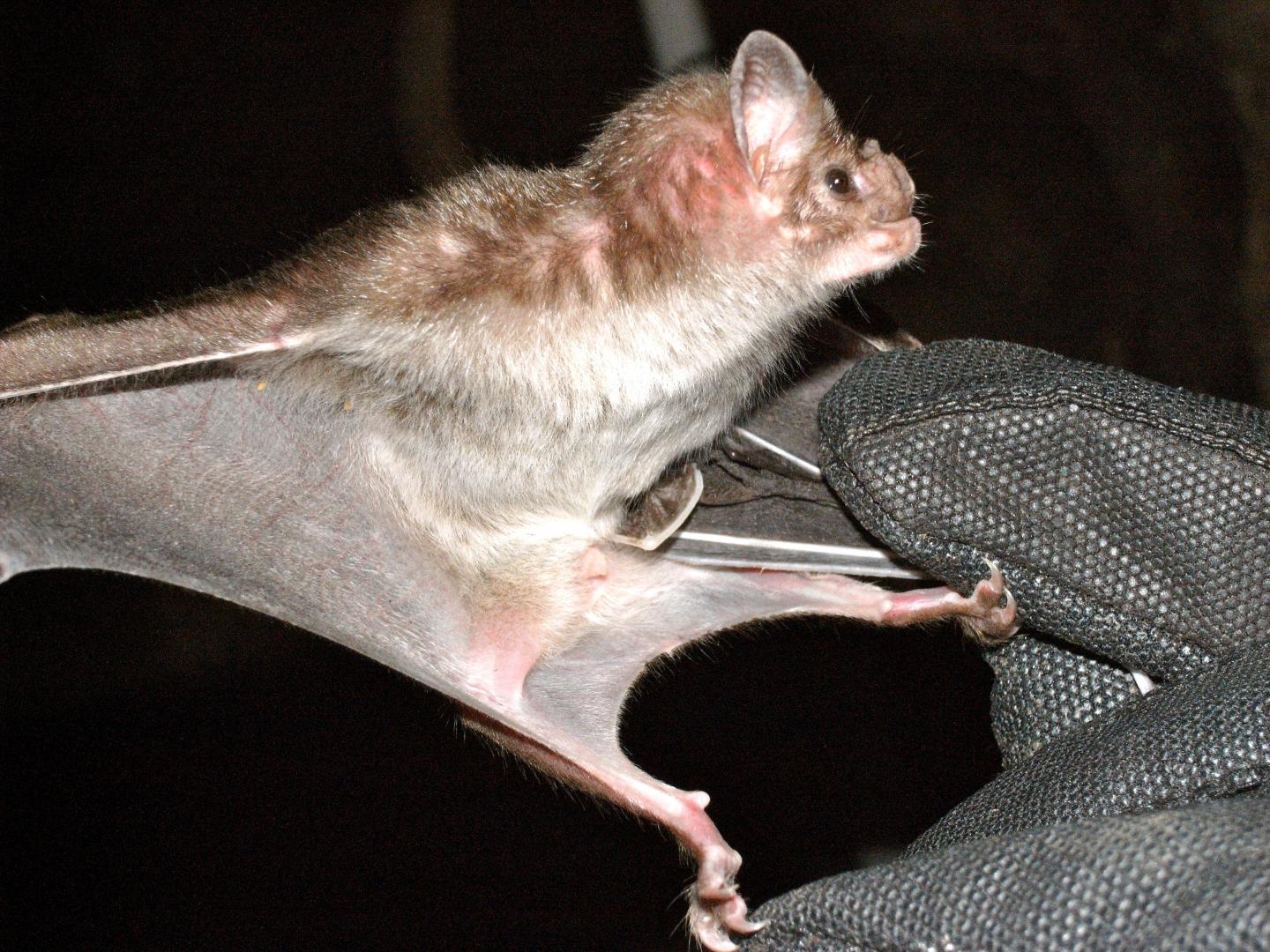 Vampire bat venom could hold key to new medic | EurekAlert!