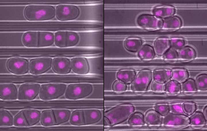 Yeast Cells Dividing [IMAGE] | EurekAlert! Science News Releases