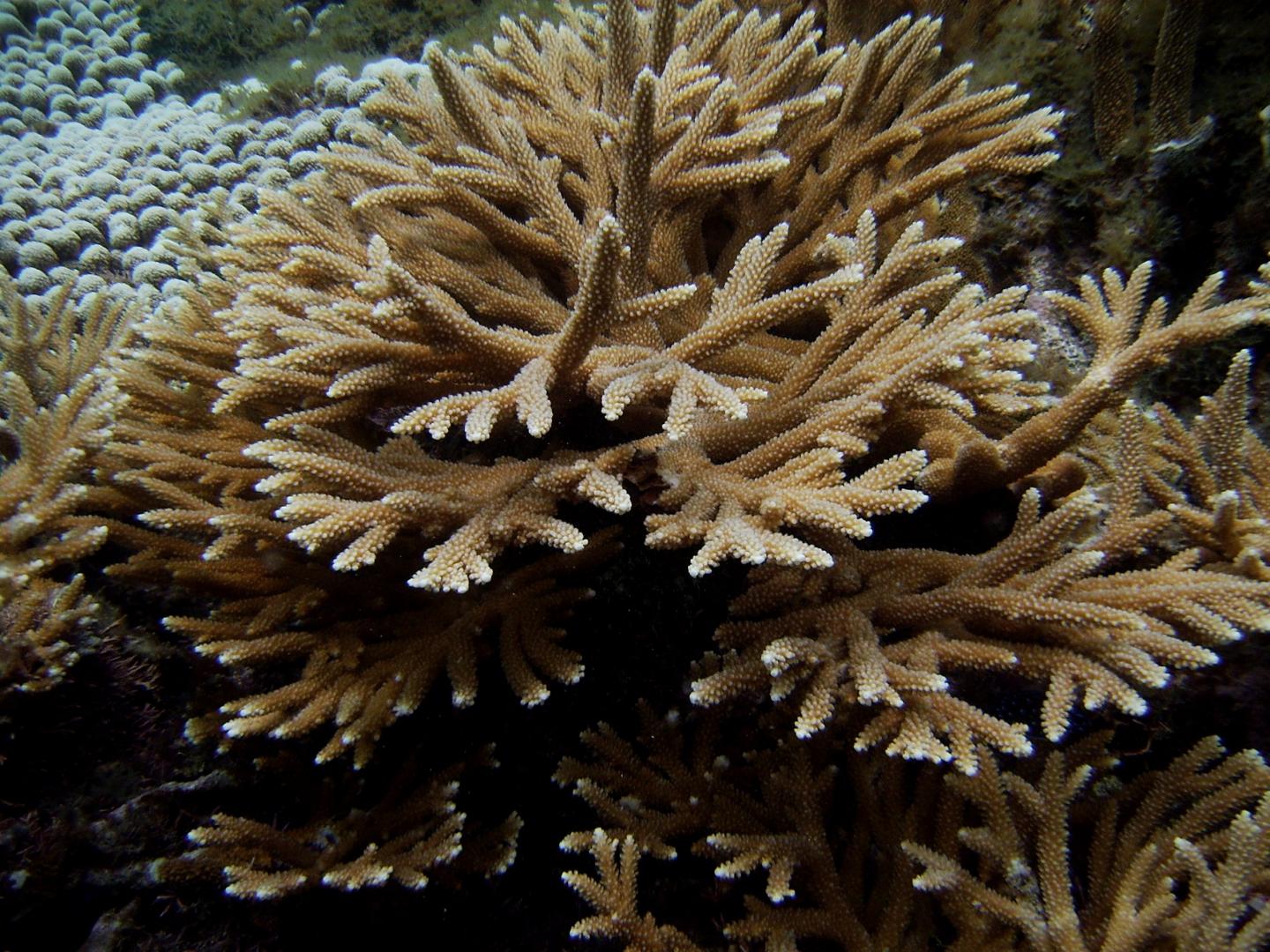 Hybrid Acropora prolifera