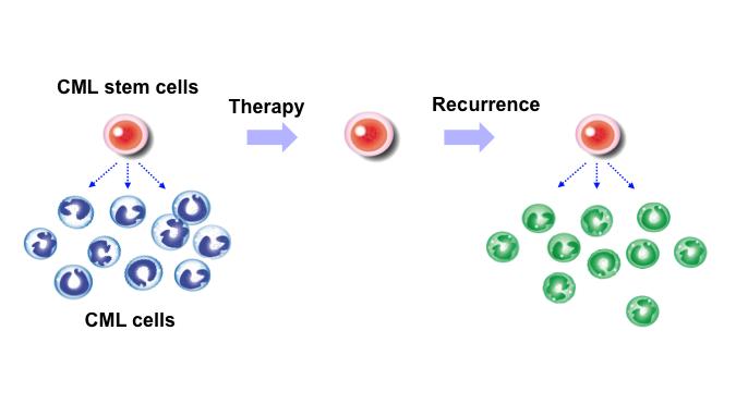 How do harmful chronic myelogenous leukemia s | EurekAlert!