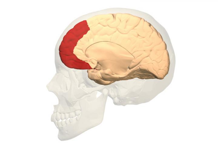 Prefrontal Cortex [IMAGE] | EurekAlert! Science News Releases