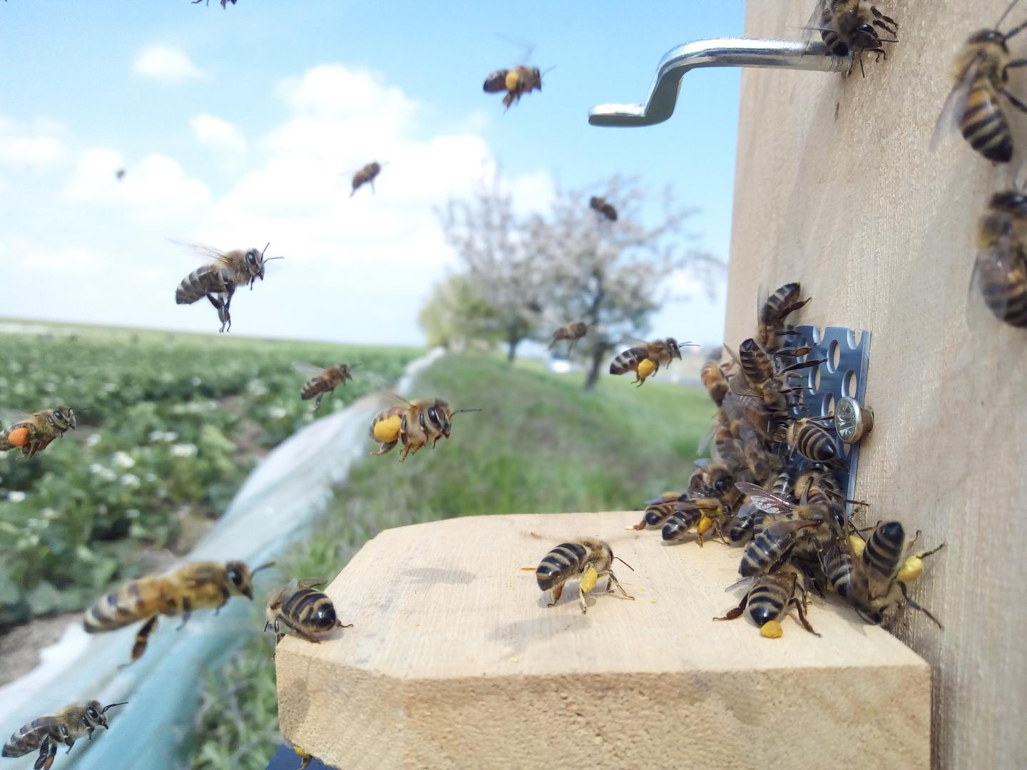 Countryside Showing Bee Colony [IMAGE] | EurekAlert! Science News Releases