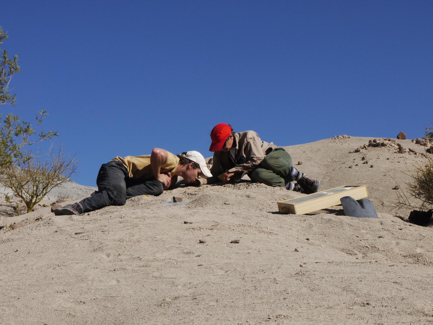 Chanares Formation Excavation [IMAGE] | EurekAlert! Science News Releases