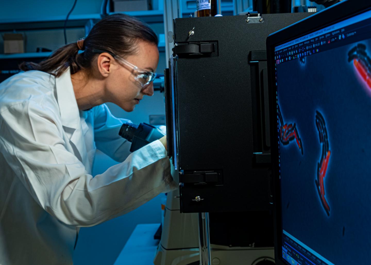 CELL 3 [IMAGE] | EurekAlert! Science News Releases