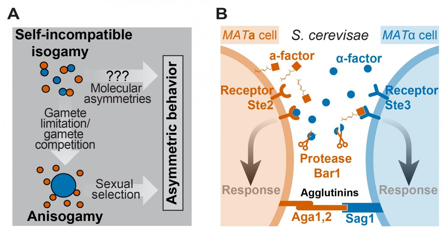 Illustration [IMAGE] | EurekAlert! Science News Releases