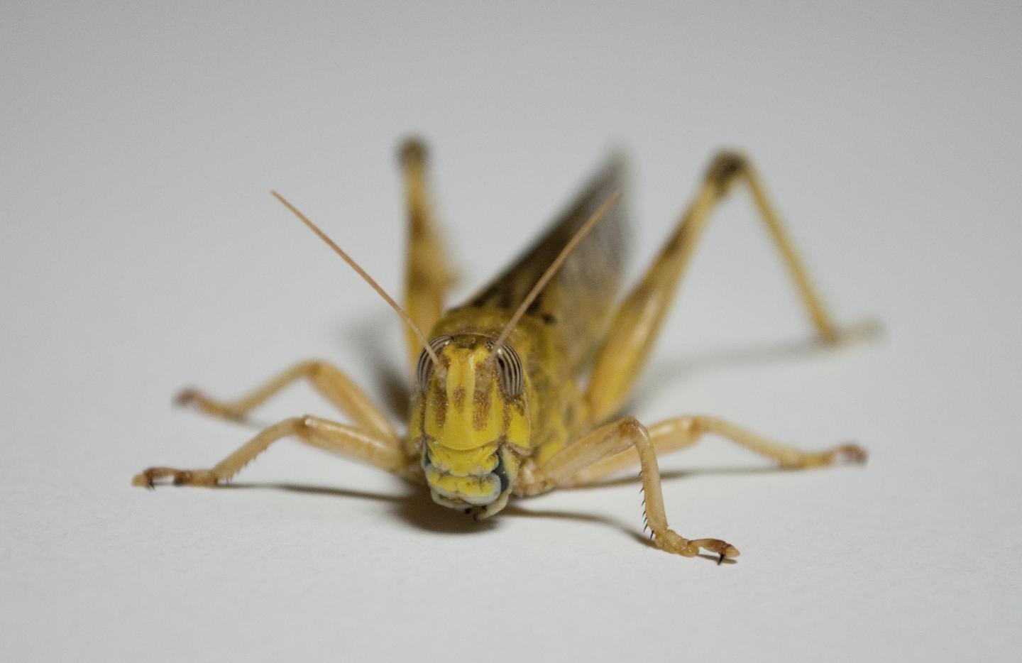 Locust Front View [IMAGE] | EurekAlert! Science News Releases
