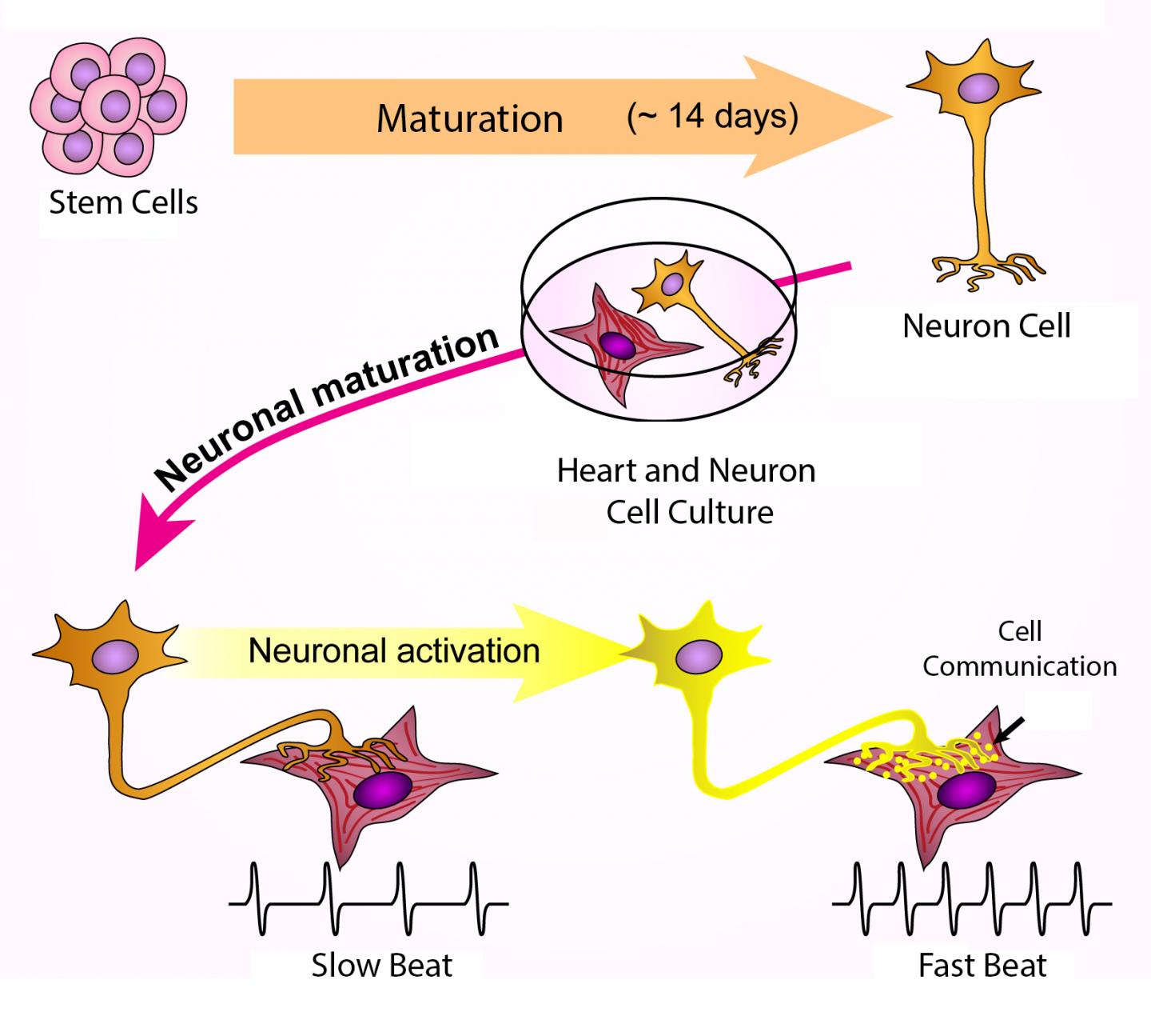 Nerve Cell-Heart Cell Connecti [IMAGE] | EurekAlert! Science News Releases