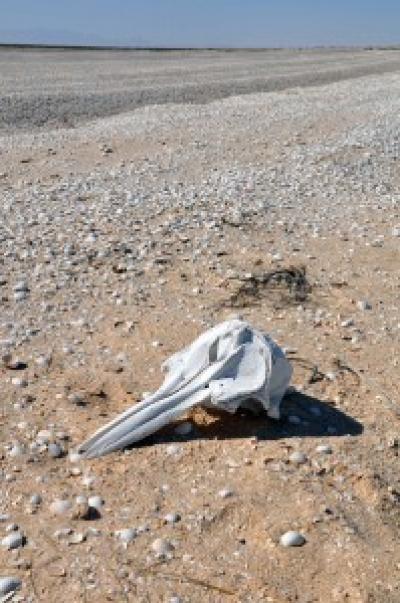 Bottlenose Dolphin Skull [IMAGE] | EurekAlert! Science News Releases