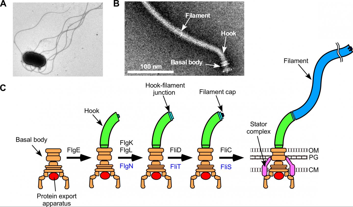 Study sheds light on bacterial propeller asse | EurekAlert!