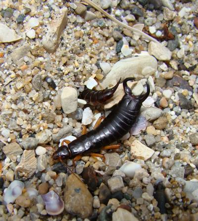 Male Maritime Earwig, Aniso [IMAGE] | EurekAlert! Science News Releases