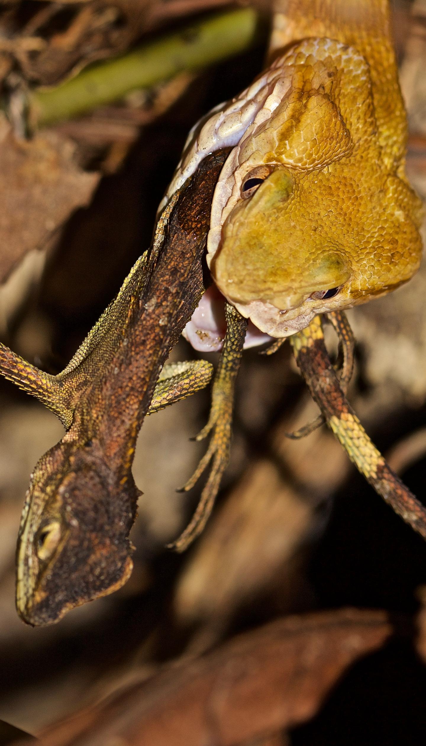 Sakishima Habu [IMAGE] | EurekAlert! Science News Releases