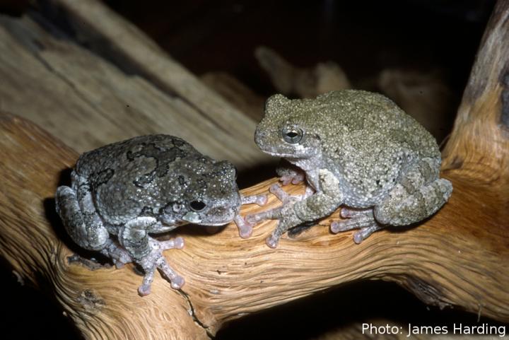 Gray Tree Frog and Cope's Gray [IMAGE] | EurekAlert! Science News Releases