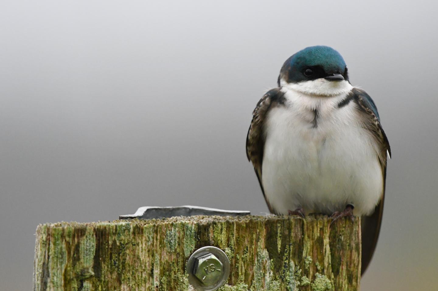 tree swallow [IMAGE] | EurekAlert! Science News Releases
